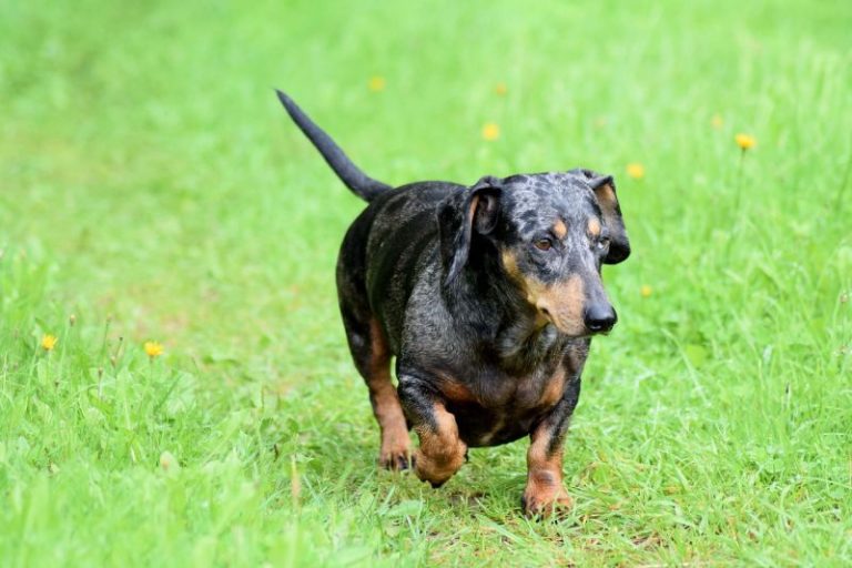 17 Dog Breeds With Crazy-Good Sense of Smell!