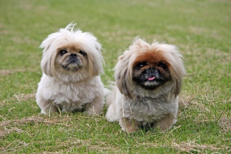 19 Fluffy Dog Breeds: Fantasticly Furry Four-Footers!