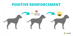 7 Types of Dog Training: Which Method is Best?