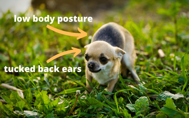 Dog Body Language 101: Understanding Dog Communication