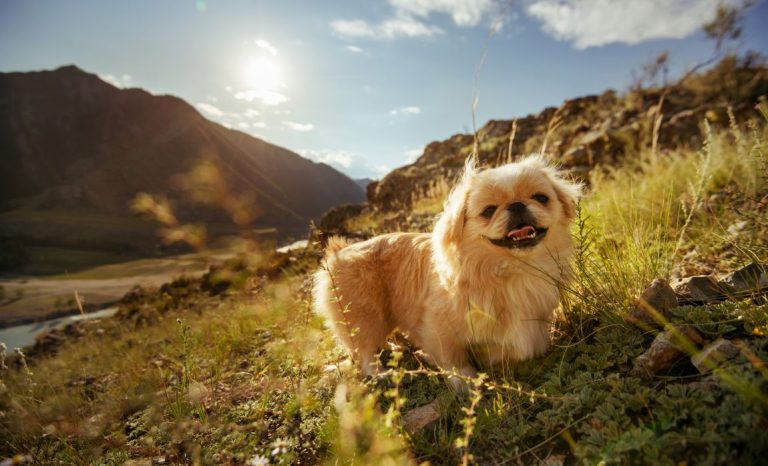 70+ 300+ Chinese Dog Names: Favorites Names From China!