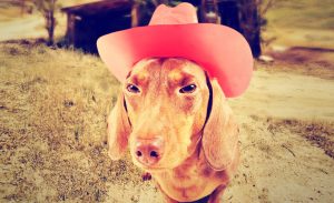 300+ Cowboy Dog Name Ideas: Saddle Up, Doggo!