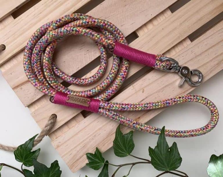 22 Epic, Unique Dog Collars & Leashes [2025 Highlights]