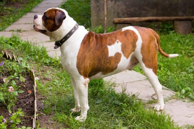 4 Types of Pit Bulls + 8 Other Bully Breeds: Knowing Your Bullies!