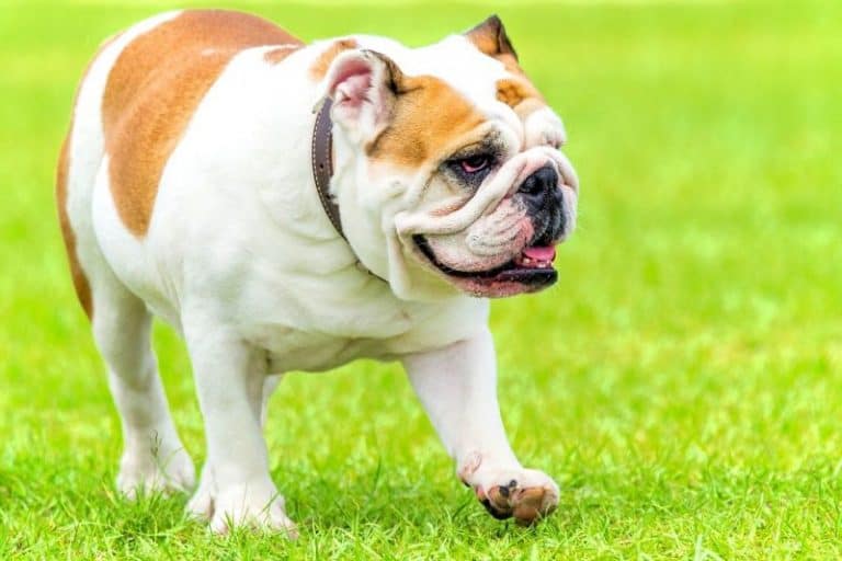 15+ Brachycephalic Dog Breeds (Plus Grey Zone Breeds)