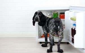 5 Steps to Teach Your Dog to Get a Beer From the Fridge!