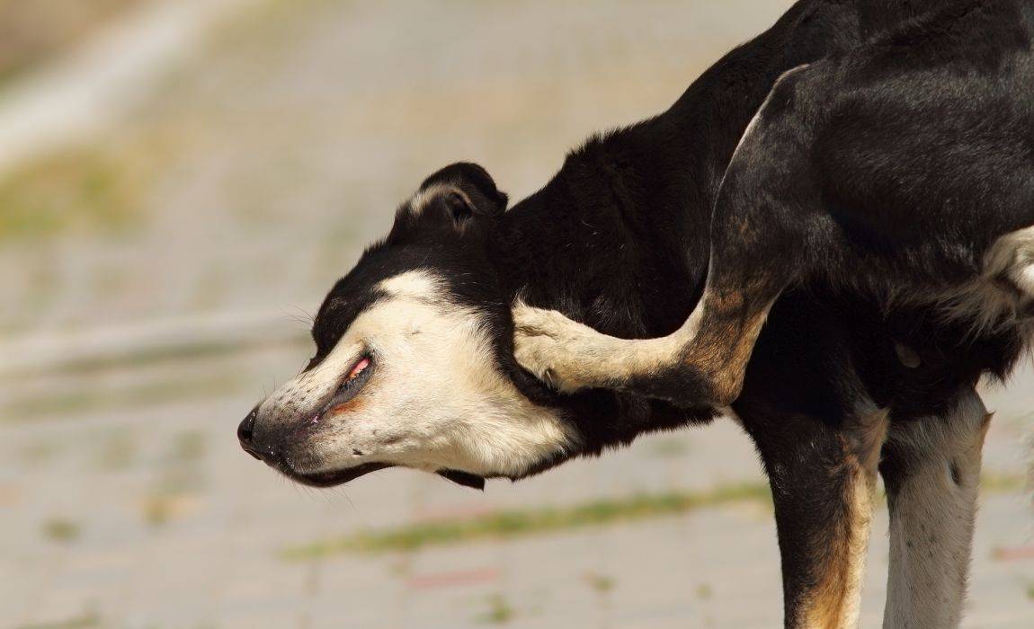 12 Reasons Your Dog Won t Stop Itching and How To Fix It 12 Reasons Your Dog Won t Stop Itching and How To Fix It