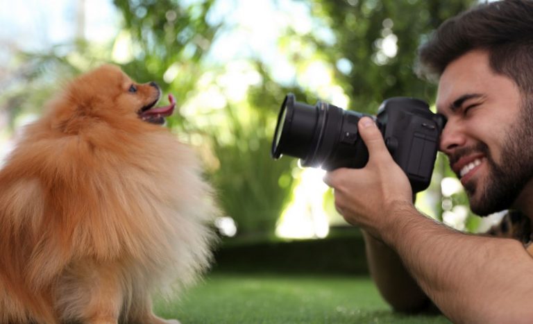 31 Dog Photography Tips: Take Great Pics of Your Pup!