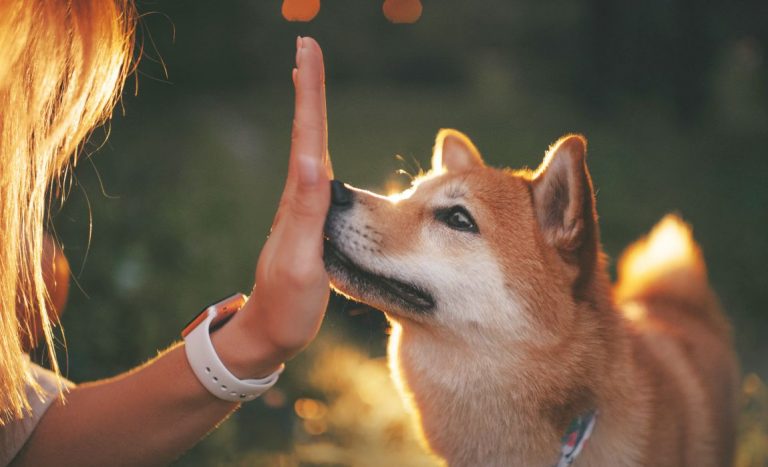 Hand Targeting for Dogs: An Incredibly Versatile Skill!