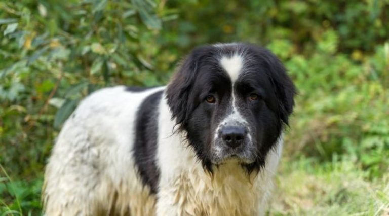 23 Hybrid Dog Breeds: Crossbred Canines That Are Too Cute!