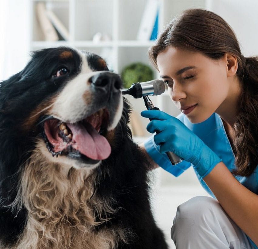 12 Types of Dog Ears: From Pricked to Floppy!