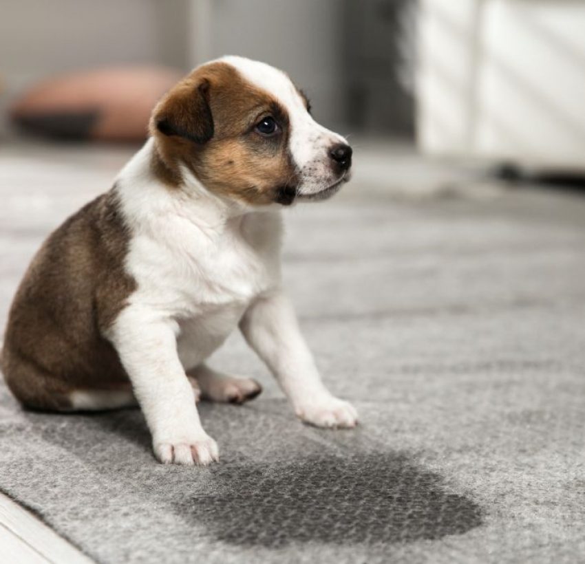 4 Best Pet-Safe Floor Cleaners: Which Cleaners Are Safe for Pets?