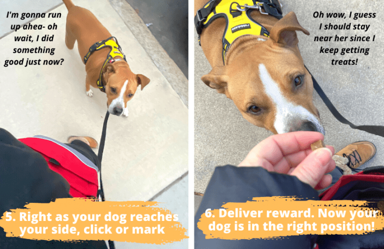 Loose Leash Walking 101: Training Your Dog to Not Pull on the Leash!