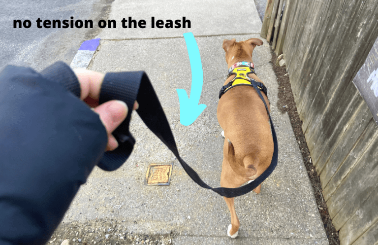 Loose Leash Walking 101: Training Your Dog to Not Pull on the Leash!
