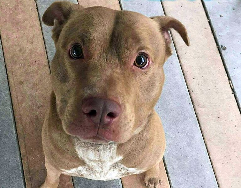 23 Hybrid Dog Breeds: Crossbred Canines That Are Too Cute!