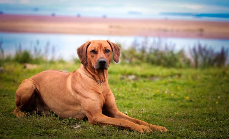 175+ Dog Names That Mean "Protector"
