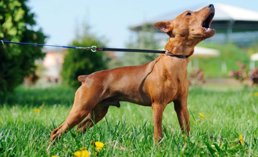 7 Types of Dog Growls: Decoding Sounds Your Doggo Makes!