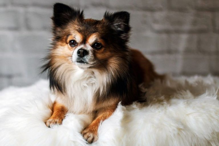15 Tricolor Dog Breeds: Black, Brown, & White All Over!