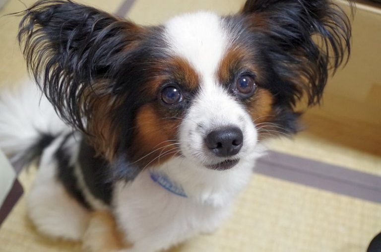 15 Tricolor Dog Breeds: Black, Brown, & White All Over!