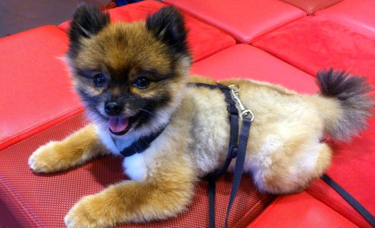 15 Tricolor Dog Breeds: Black, Brown, & White All Over!