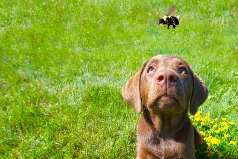 Help - My Dog Is Scared of Going Outside!