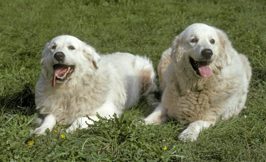 11 Gorgeous Harlequin Dog Breeds!: Spots that Sport Lots of Spots!
