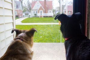 Help - My Dog Is Scared of Going Outside!