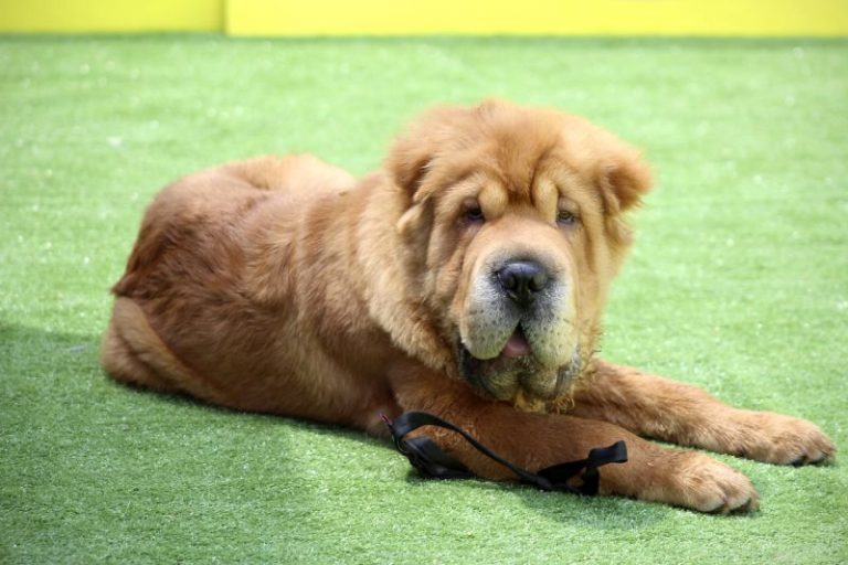 15 Fawn Dog Breeds: Beautiful Brown!