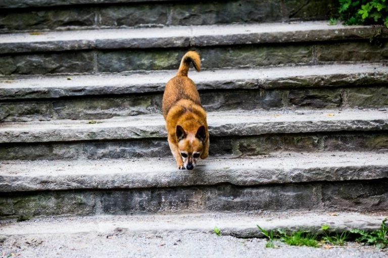 Help - My Dog Is Scared of Going Outside!