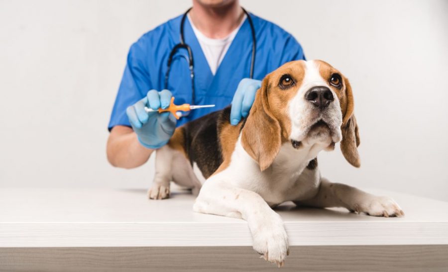 3 Best Dog Repellent Sprays For Keeping Aggressive Canines Away!