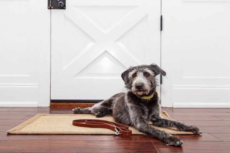 Help - My Dog Is Scared of Going Outside!