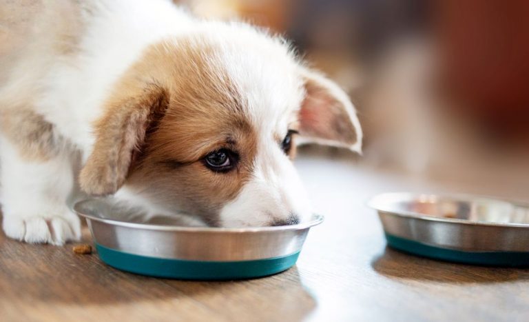 Where to Get Free Dog Food Samples: 13 Options for Free Samples!: No ...