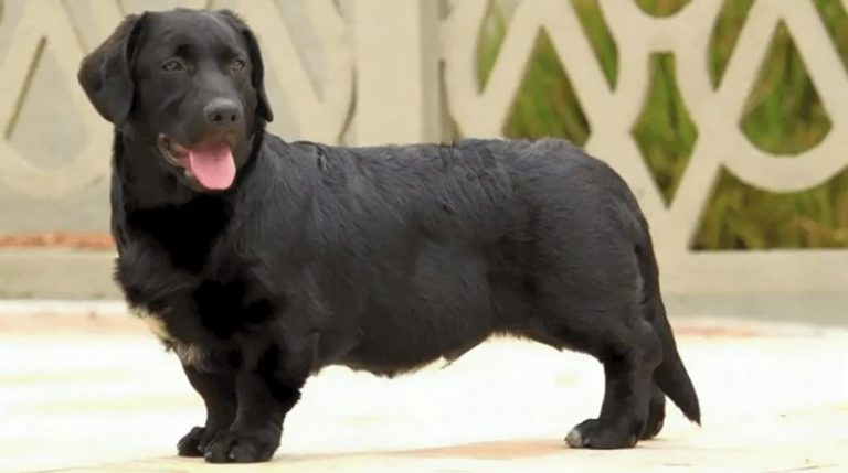 Breed Profile: Dachsador (Dachshund / Labrador Retriever Mix)