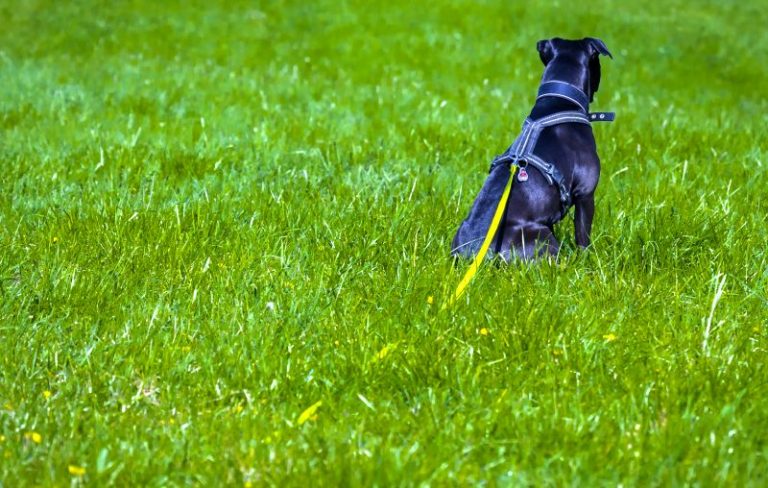 5 Best Long Dog Leashes for More Freedom!