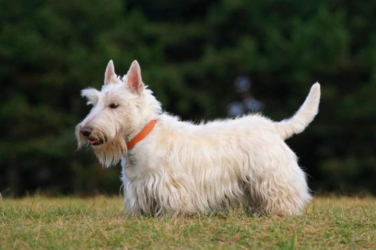 27 Small Terrier Breeds: Photos, Info, & More!
