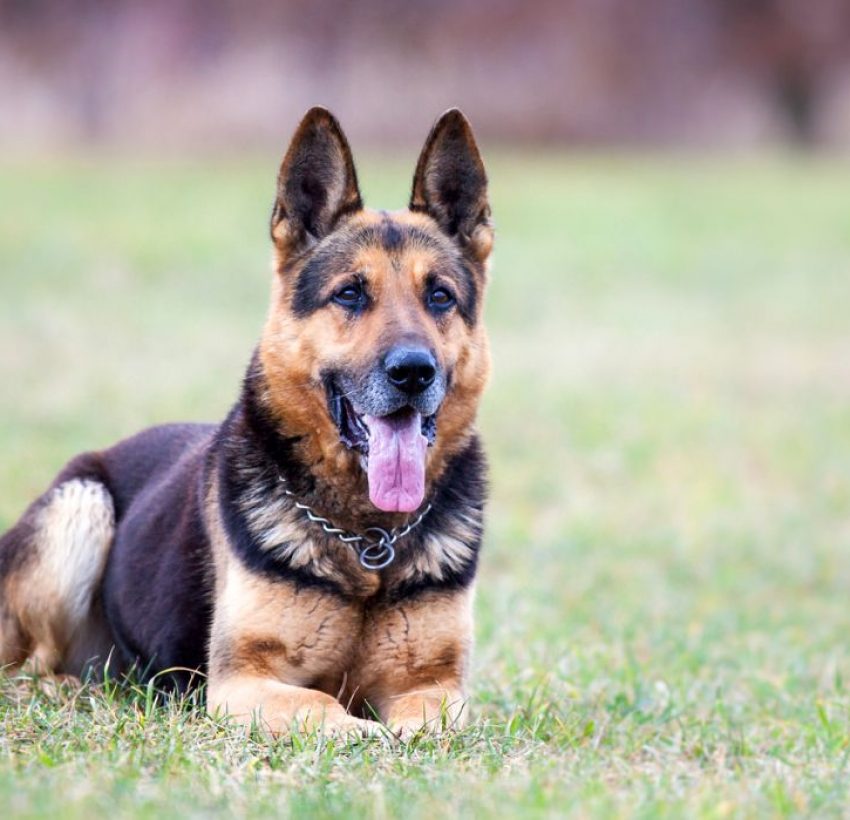 Gerberian Shepsky 101: All About the German Shepherd / Husky Mix!