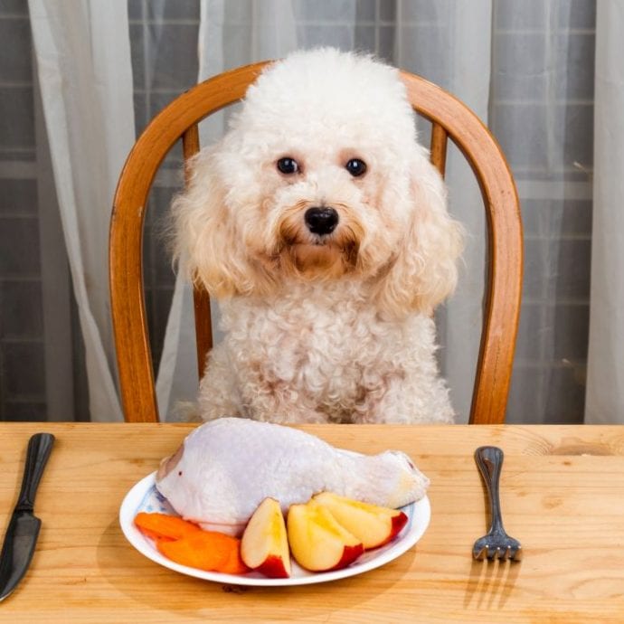 9 Best Dog Foods for Weight Loss: Help Overweight Pups Shed Pounds!