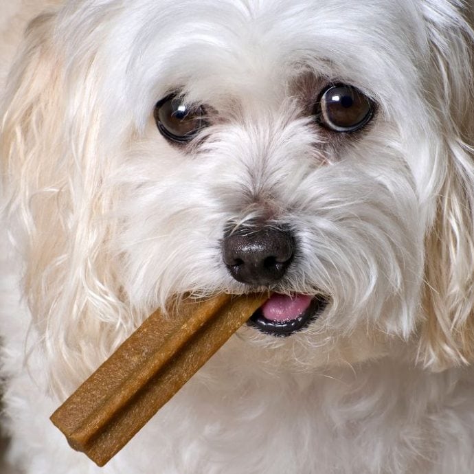 8 Best High Fiber Dog Foods for Regulating Your Pooch's Poop