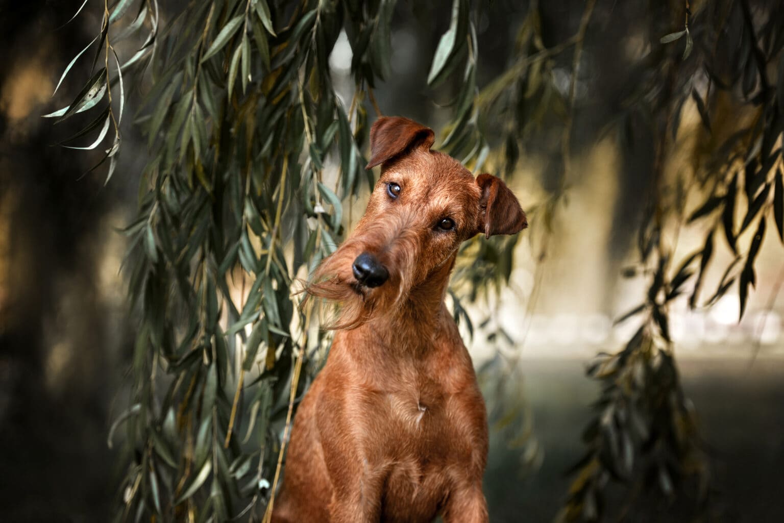 9 Tips for How to Train a Stubborn Dog!