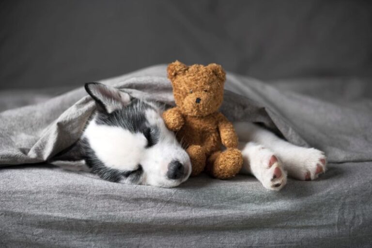 200 Dog Names That Mean Bear Fun Names For Your Canine Cub 200 Dog Names That Mean Bear Fun Names For Your Canine Cub