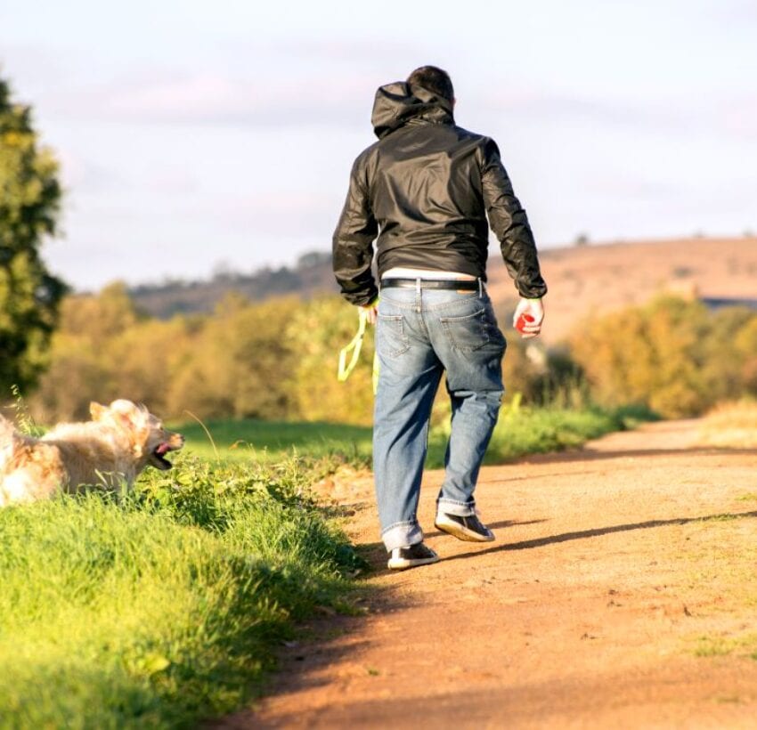 5 Best Belly Bands for Dogs With Peeing Problems