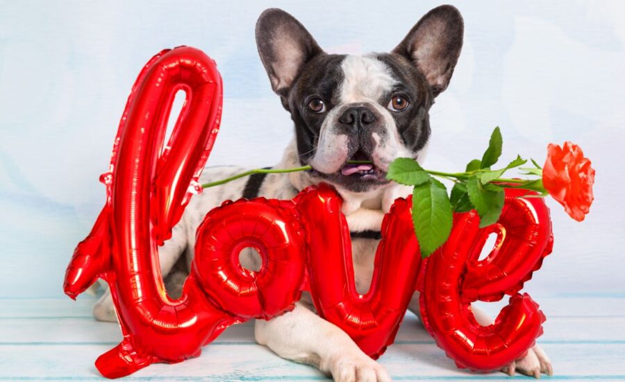 200 Dog Names That Mean Love 200 Dog Names That Mean Love