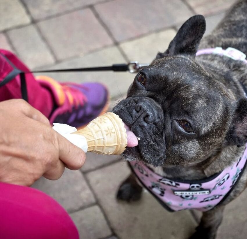 6 Stuffed KONG Recipes: What to Stuff in a KONG Dog Toy