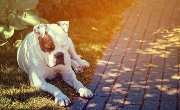 6 Dog-Proof Flooring Options That Will Hold Up to Your Hound