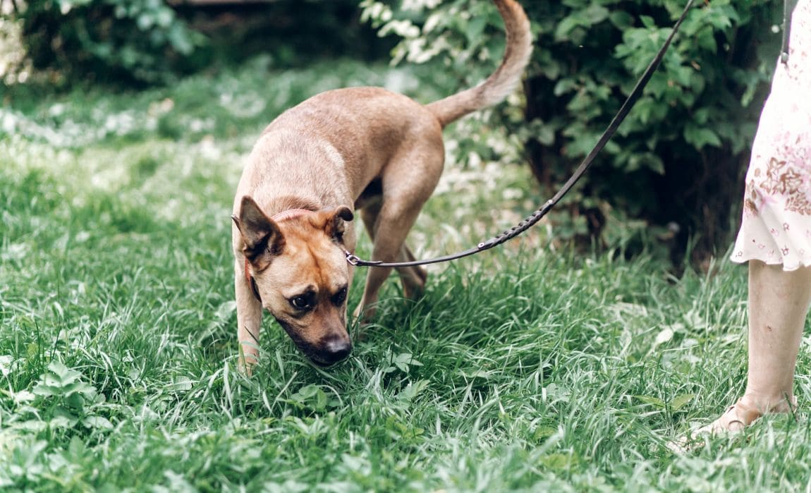 Help My Dog Won t Pee On A Leash What Should I Do Help My Dog Won t Pee On A Leash What Should I Do