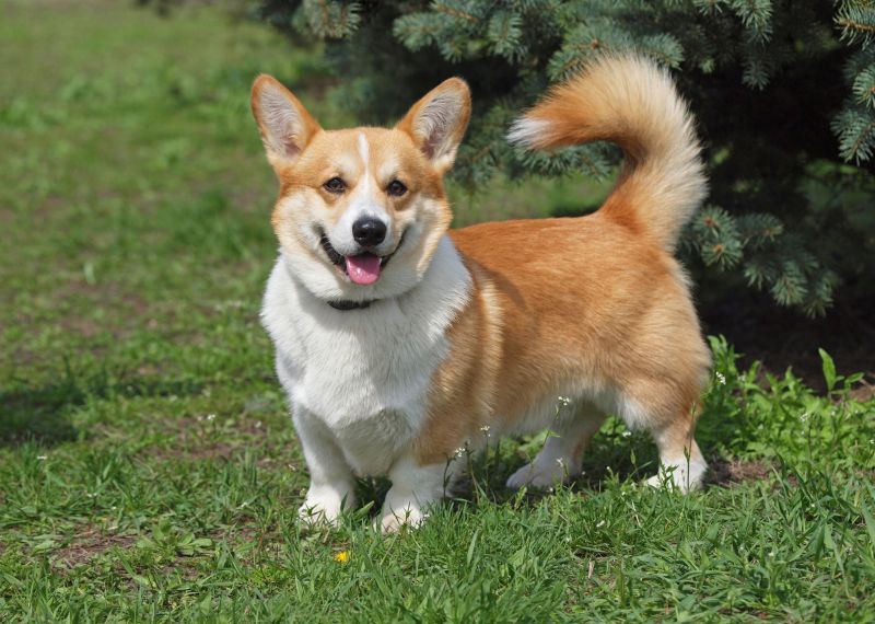 100 British Dog Names UK Themed Name Ideas 