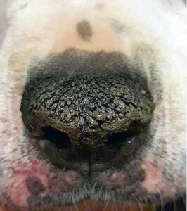 Hyperkeratosis in Dogs: Causes, Treatment, and Prevention