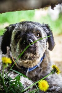 How Long Do Dogs Live? 50 Breed Life Expectancies!