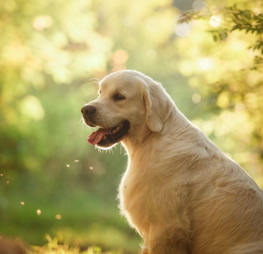 175+ Dog Names That Mean "Protector"