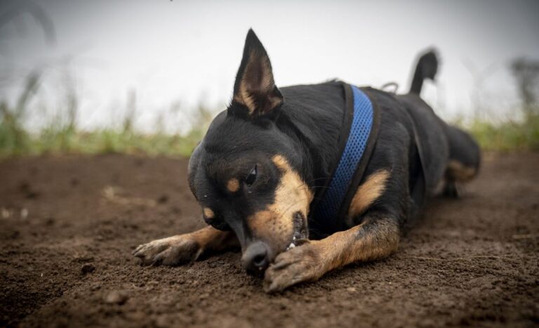 Birth Control For Dogs: Dog Contraceptive Injection, Pills, & More!